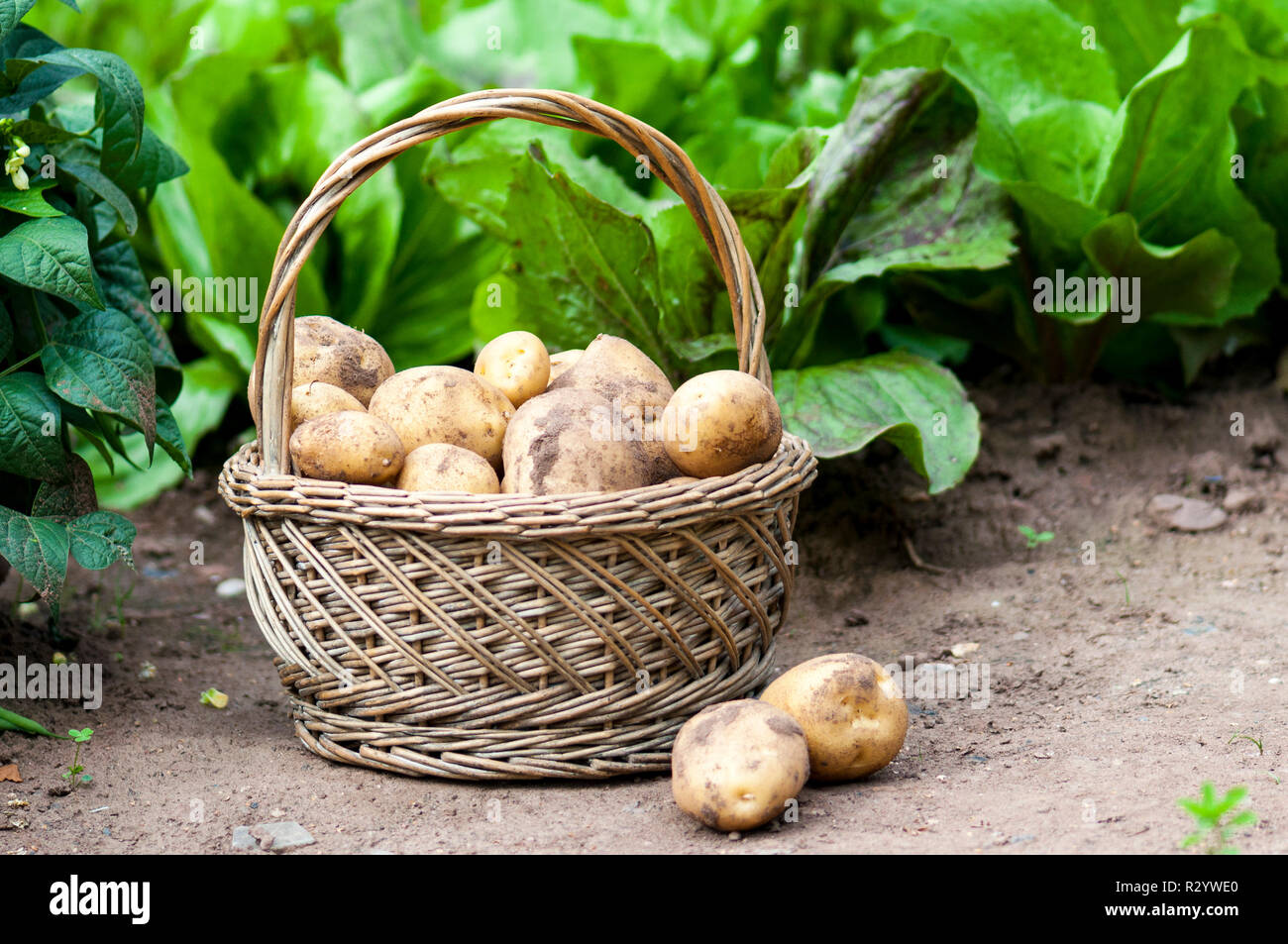 Harvest of potatoes 'Agria' in a kitchen garden in summer, Moselle ...