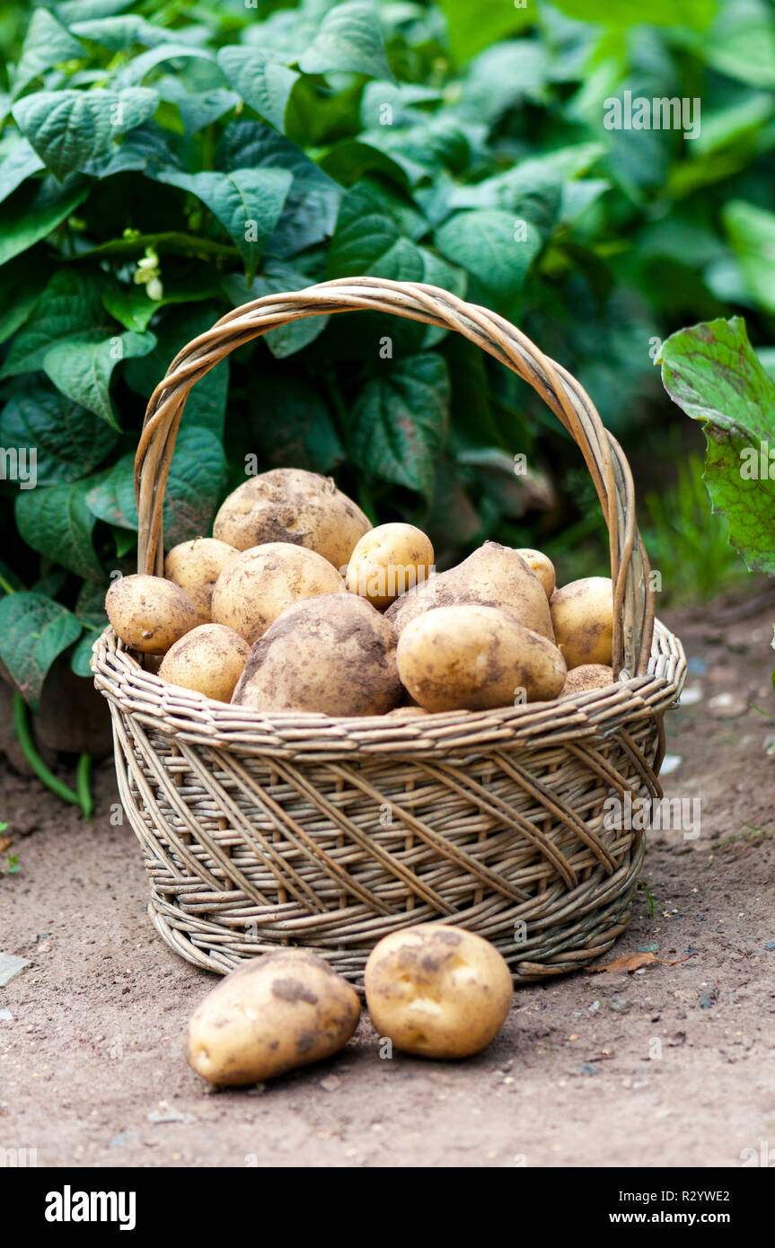Agria potato hi-res stock photography and images - Alamy