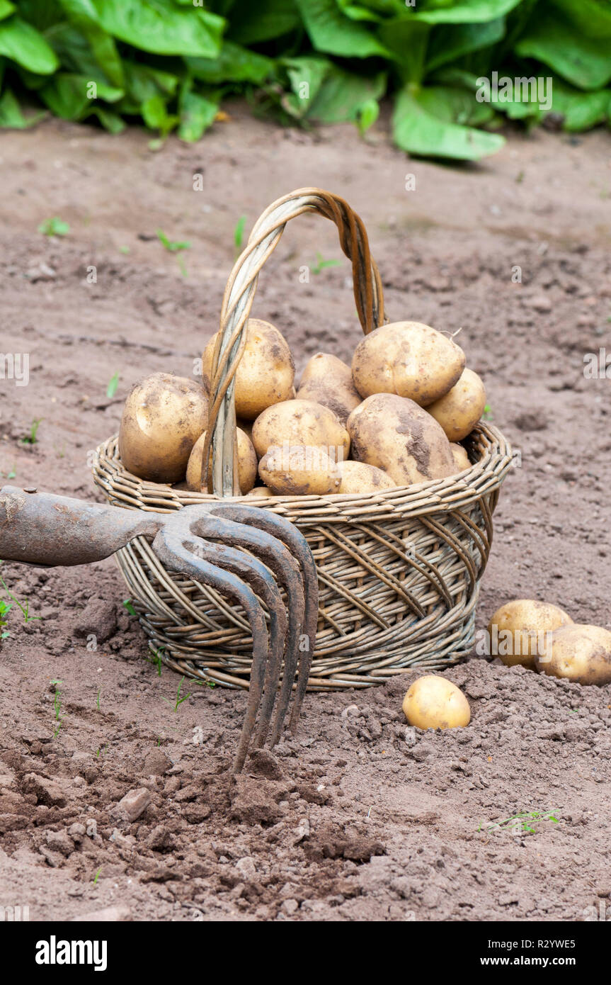 Agria potato hi-res stock photography and images - Alamy