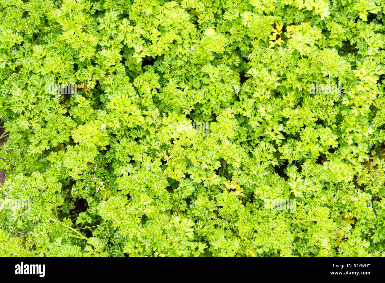 Curled Parsley in a vegetable garden in summer, Moselle, France Stock ...