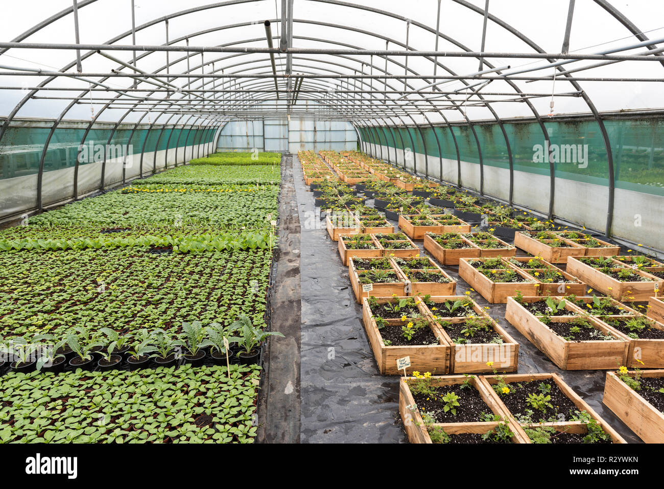 Ornamental plants growing square in a greenhouse Stock Photo - Alamy