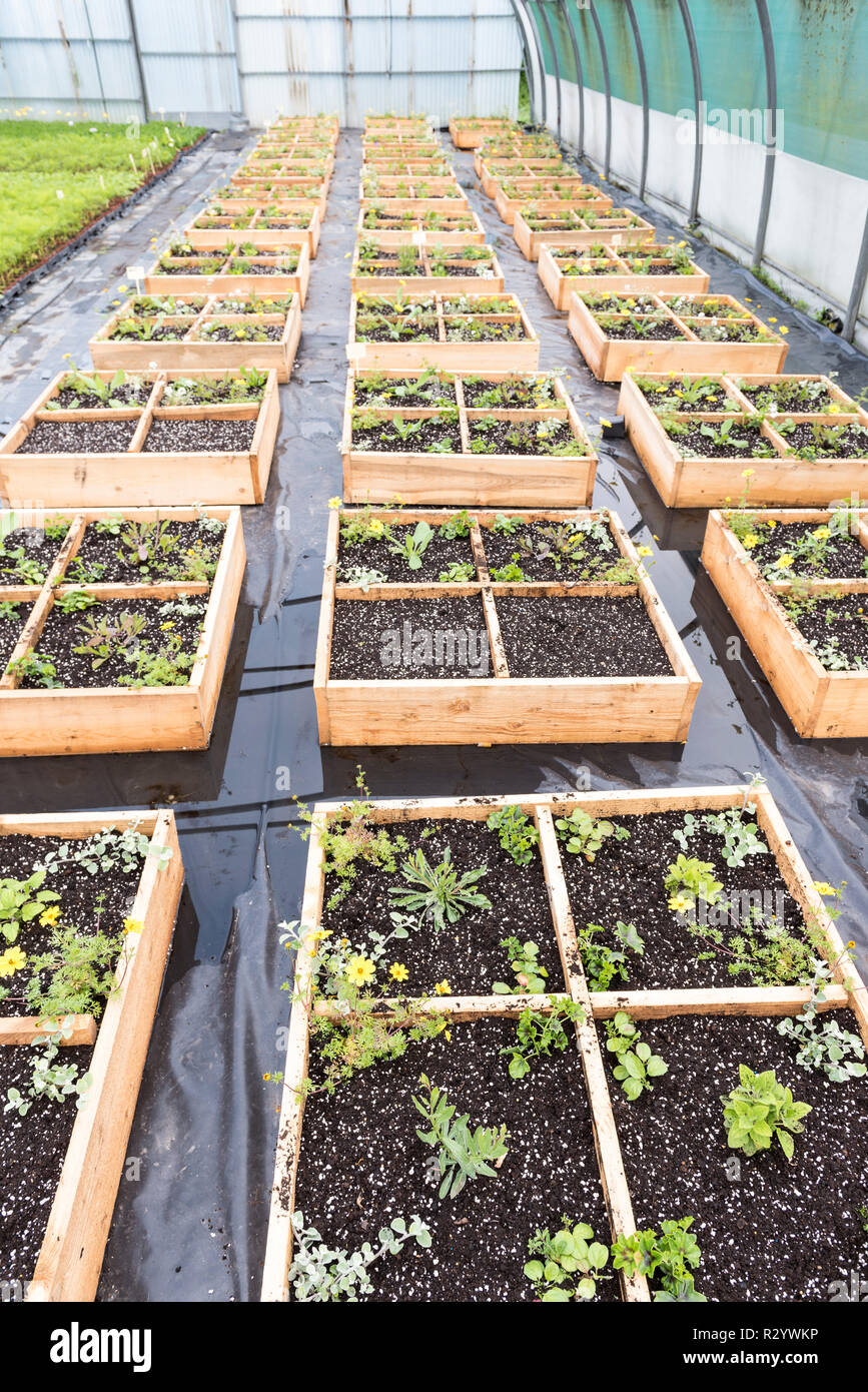 Ornamental plants growing square in a greenhouse Stock Photo - Alamy
