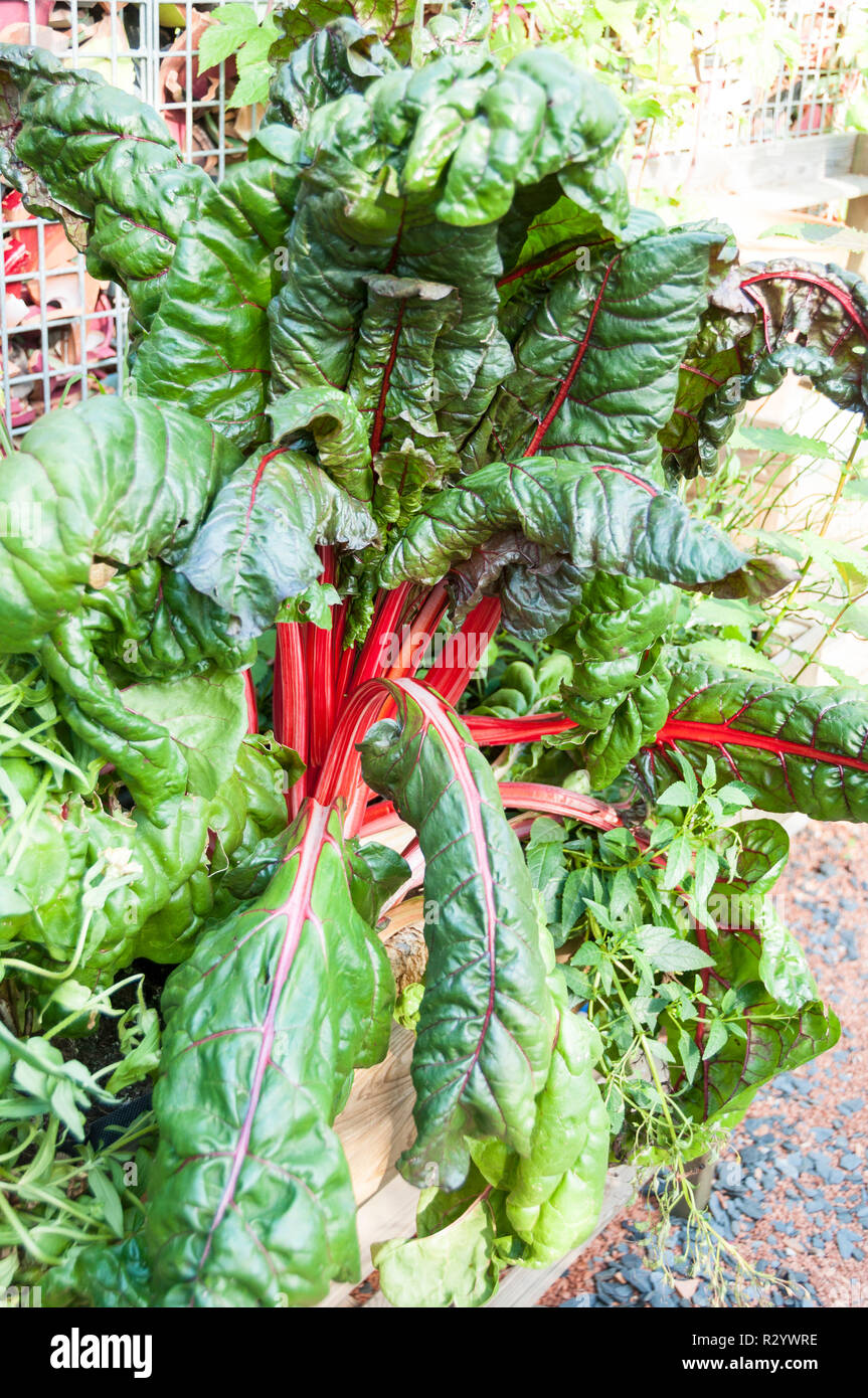 Red chard in a square foot garden Stock Photo - Alamy