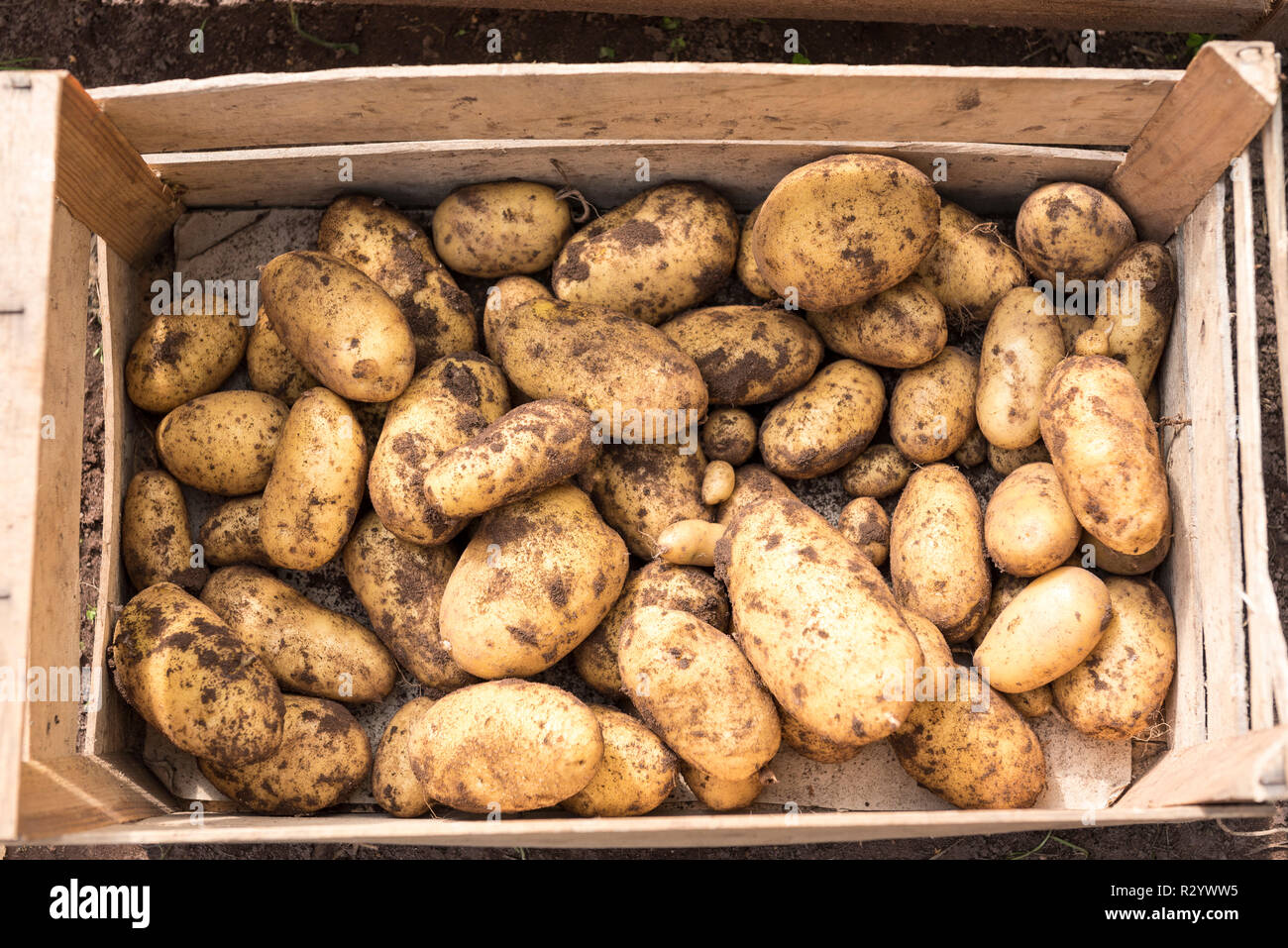 Organic Potato 'Dolreine' Stock Photo - Alamy