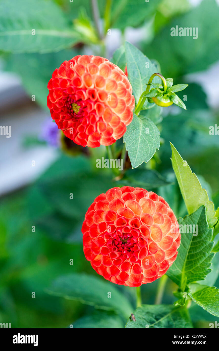 Dahlia Pompon red in bloom in a garden Stock Photo - Alamy