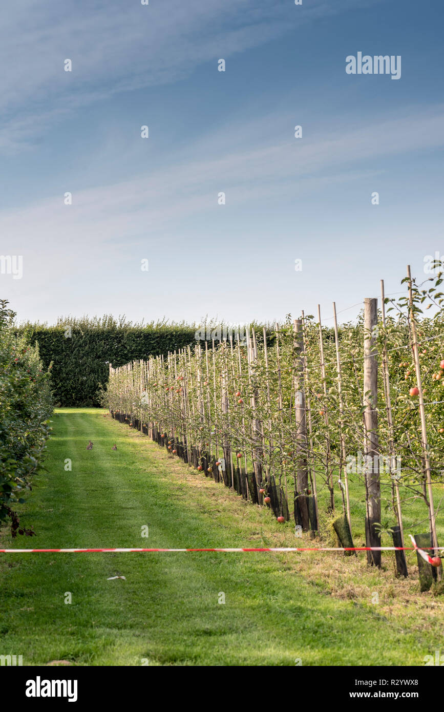 Apple trees france hi-res stock photography and images - Alamy