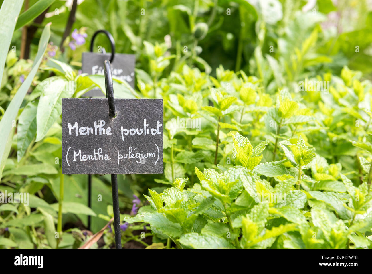 Pennyroyal High Resolution Stock Photography and Images - Alamy