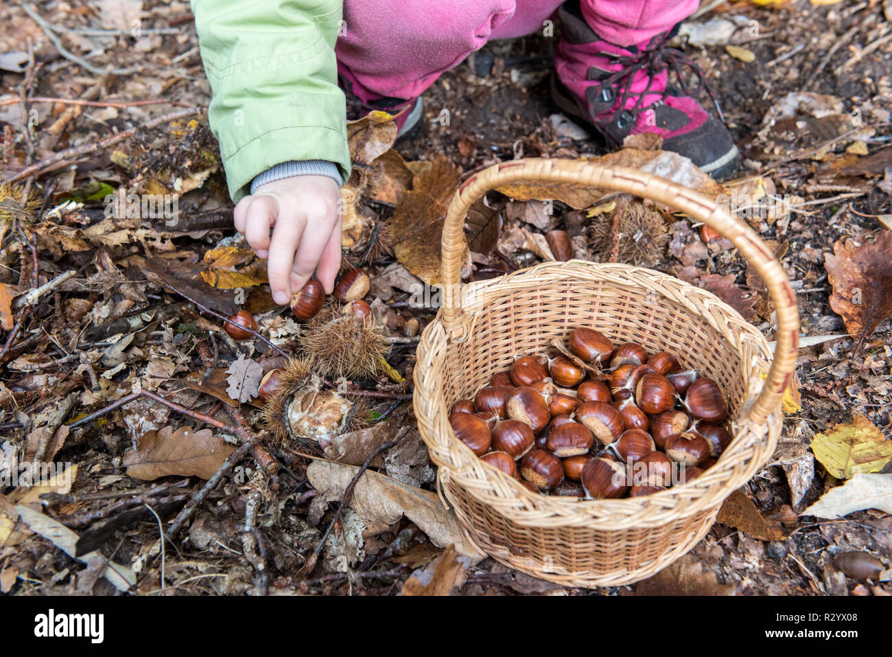 Little girl picking up chestnuts in a forest, France, Moselle Stock ...
