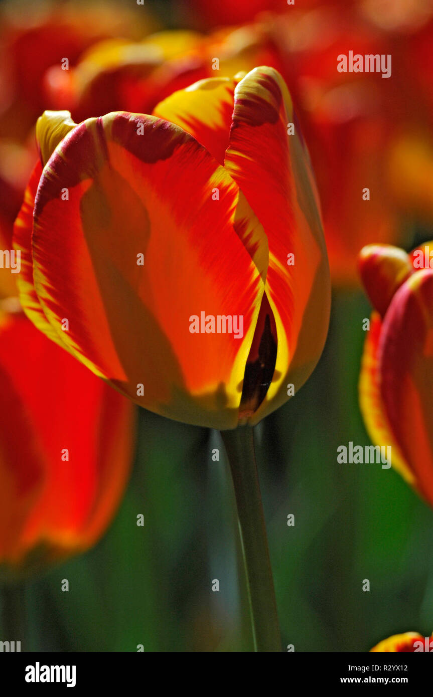 Tulip 'Banja Luka' in bloom in a garden Stock Photo - Alamy