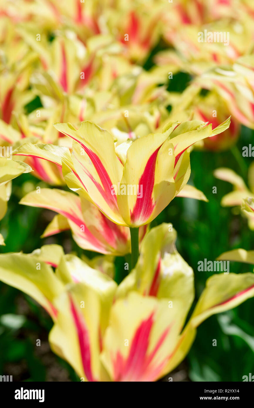 Tulip 'Mona Lisa' in bloom in a garden Stock Photo - Alamy