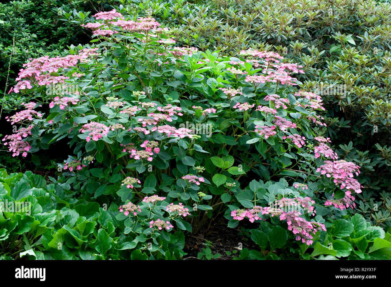 Hydrangea 'Mousmee' in bloom in a garden Stock Photo - Alamy