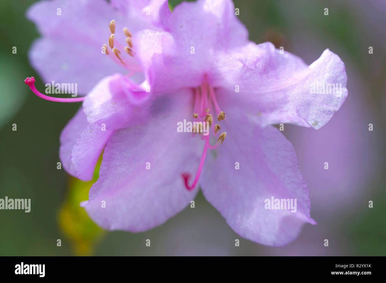 Rhododendron 'Praecox' in bloom in a garden Stock Photo - Alamy