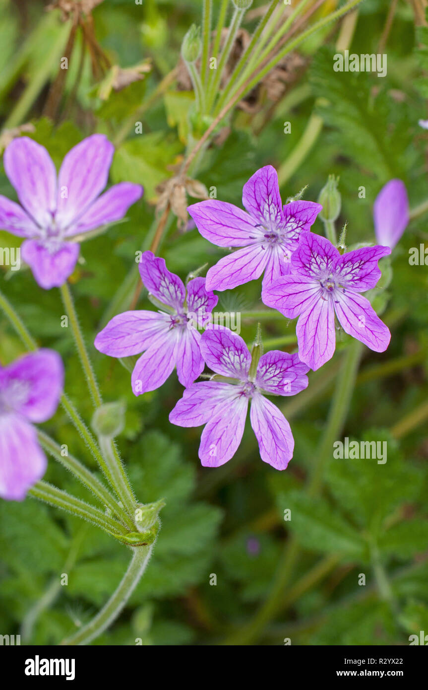 Bloody geranium 'Tiny Monster' in bloom in a garden Stock Photo - Alamy