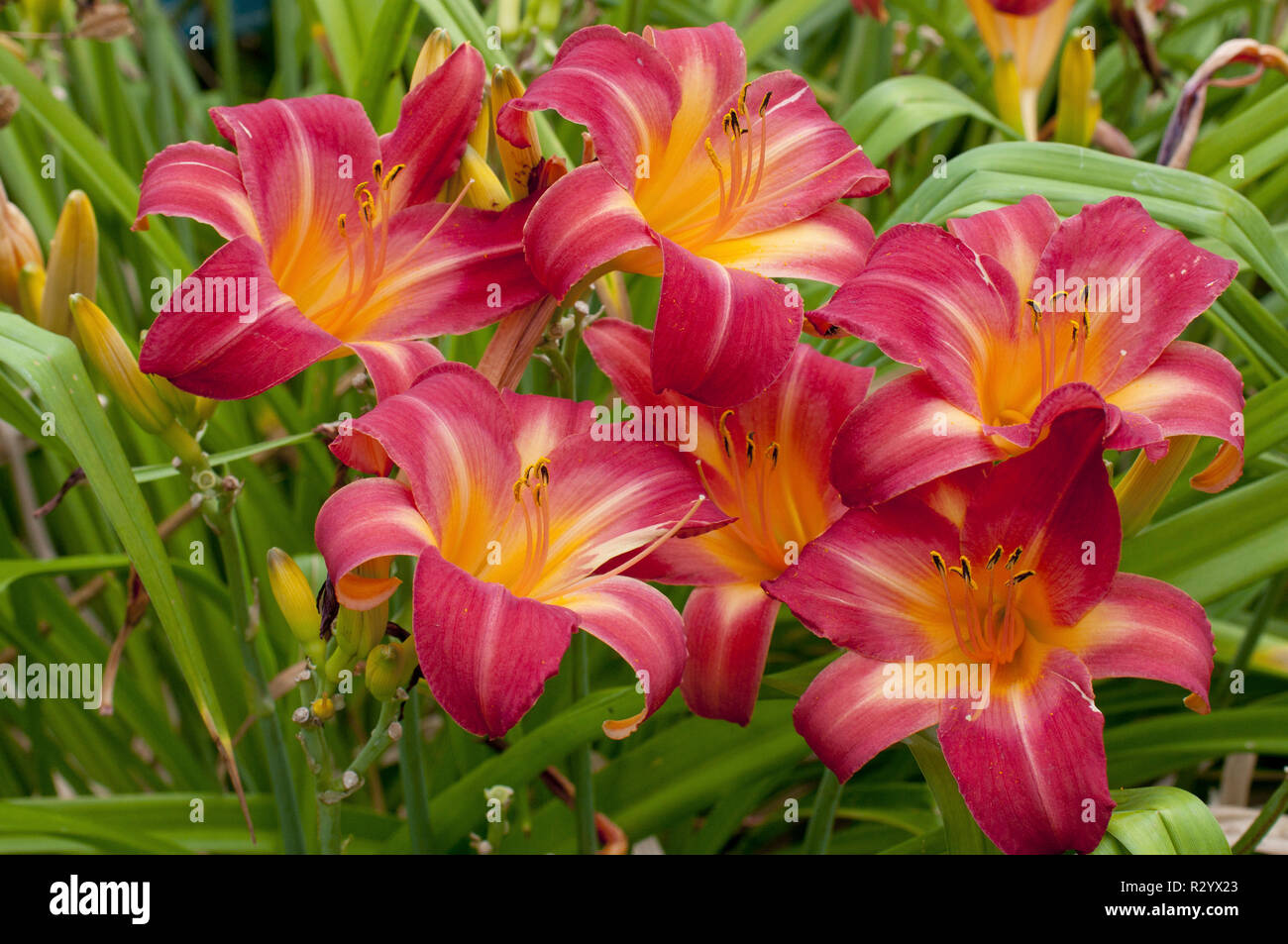Hemerocalle 'Cherry Cheeks' in bloom in a garden Stock Photo - Alamy