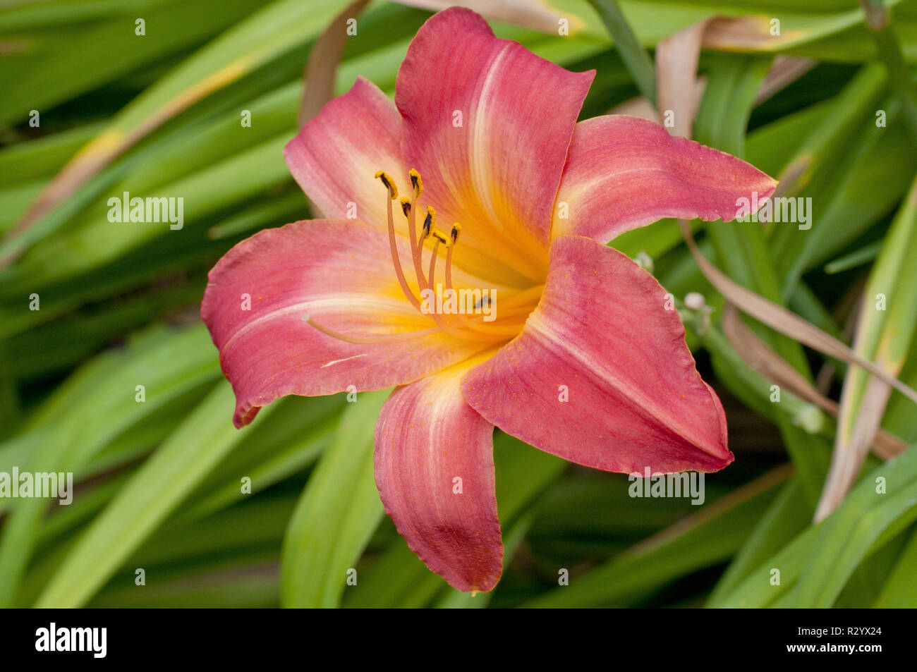 Hemerocalle 'Cherry Cheeks' in bloom in a garden Stock Photo - Alamy