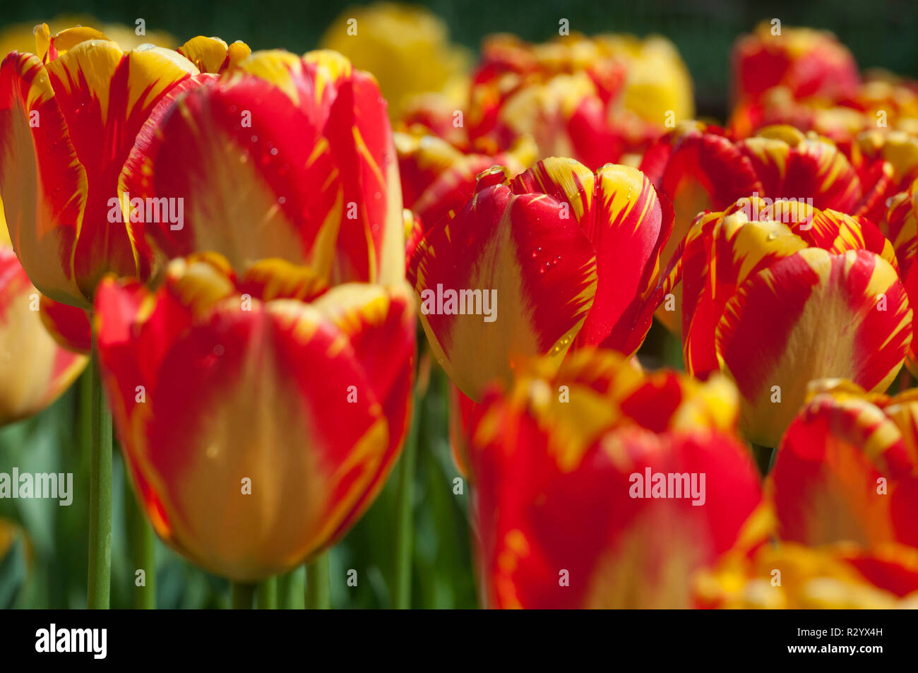 Tulip 'Banja Luka' in bloom in a garden Stock Photo - Alamy