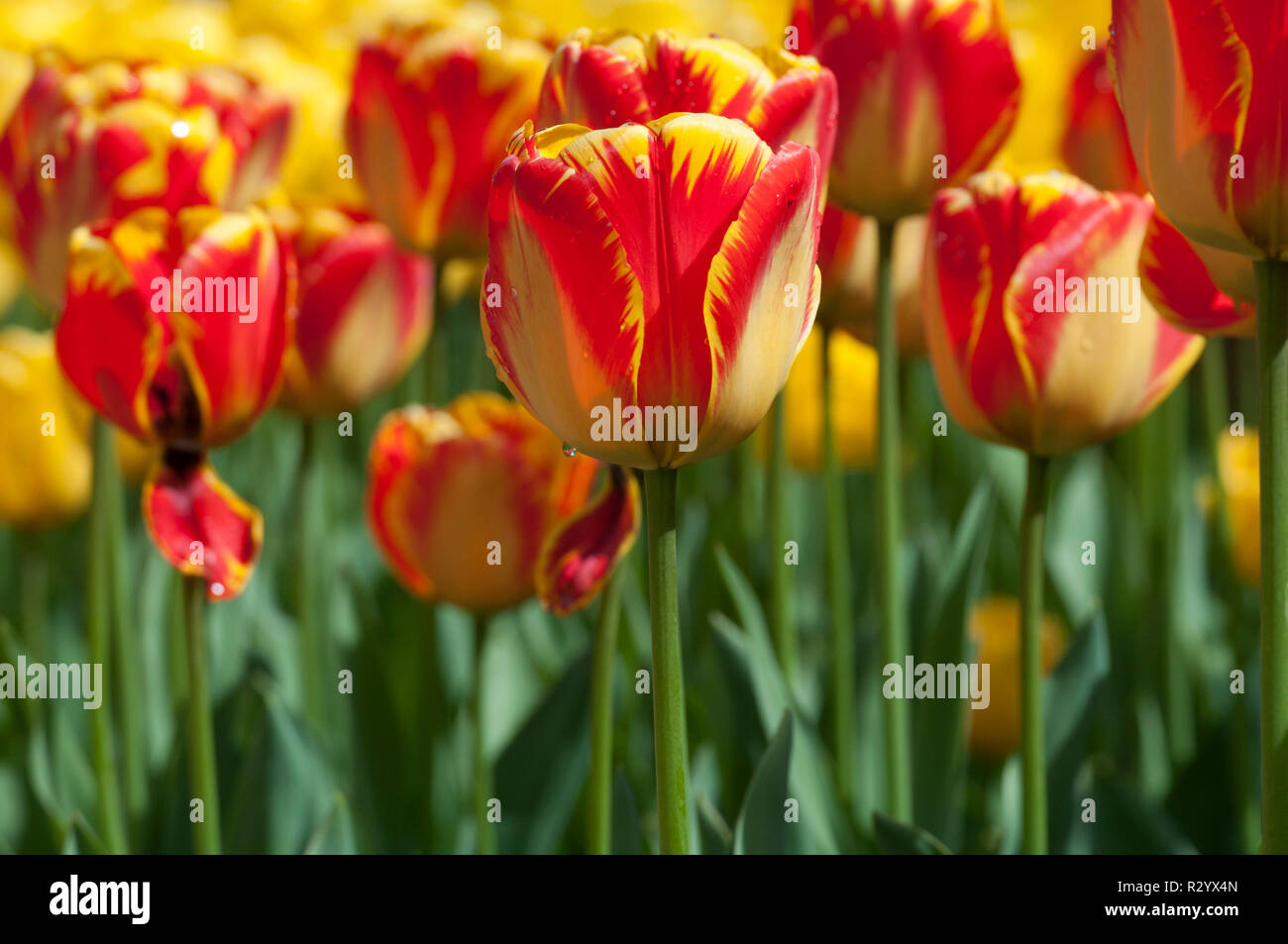 Tulip 'Banja Luka' in bloom in a garden Stock Photo - Alamy