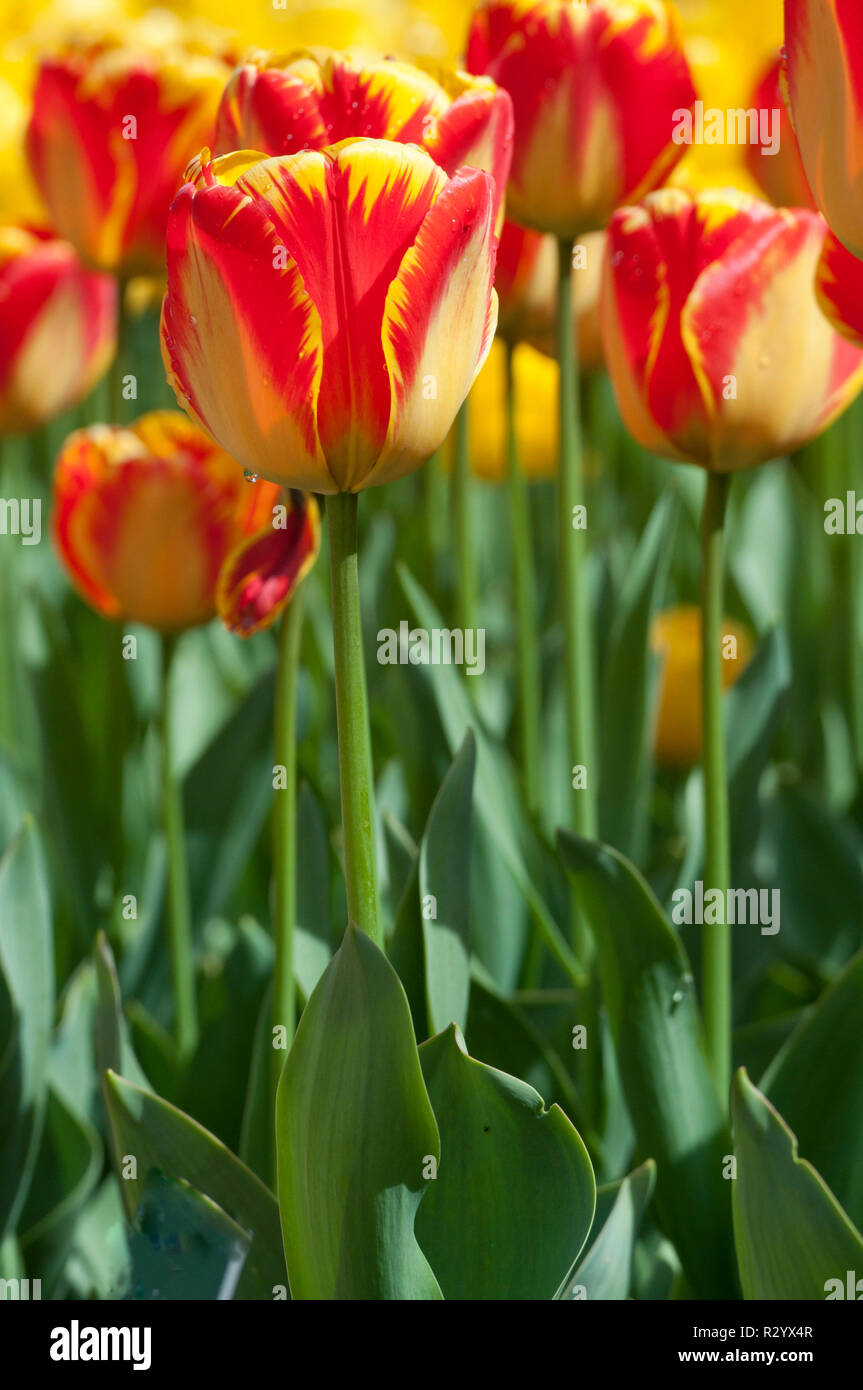 Tulip 'Banja Luka' in bloom in a garden Stock Photo - Alamy