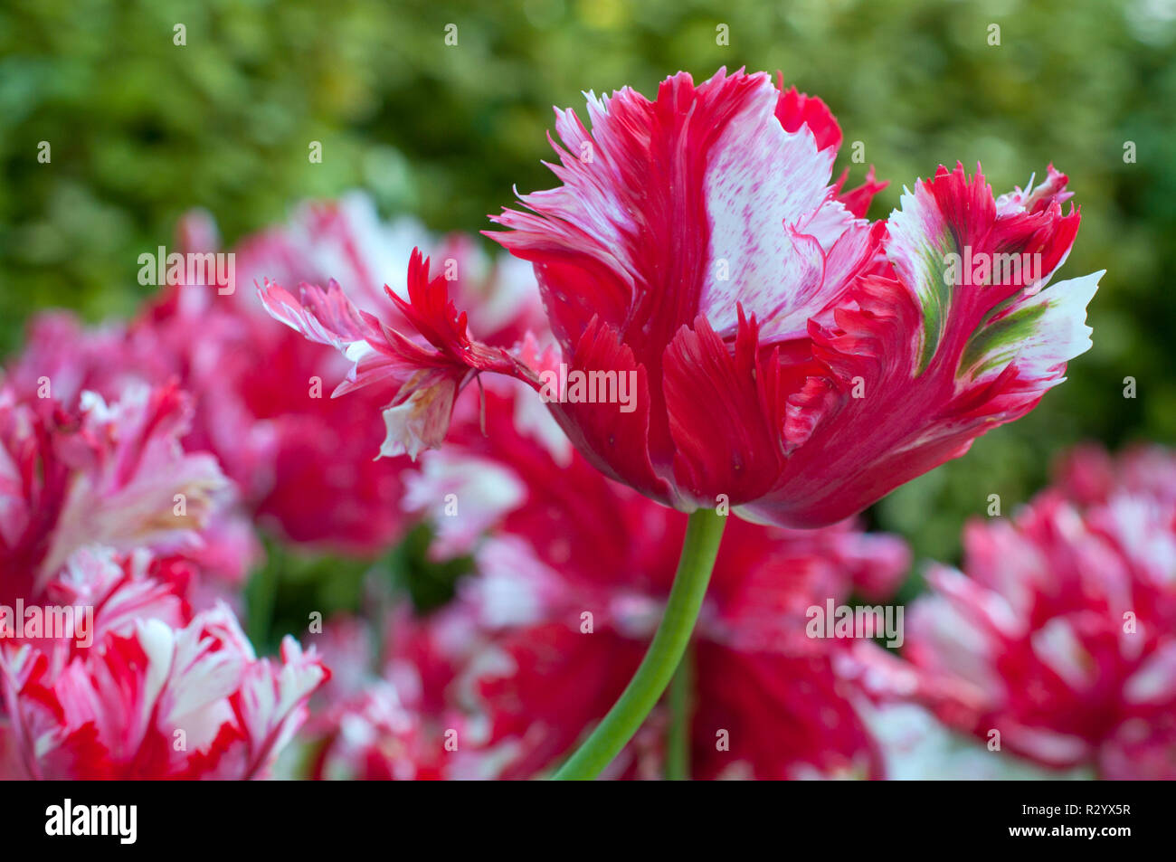 Parrot Tulip Estella Rijnveld High Resolution Stock Photography and ...