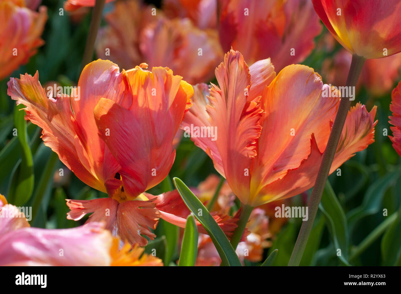 Parrot tulip 'Orange Favourite' in bloom in a garden Stock Photo - Alamy