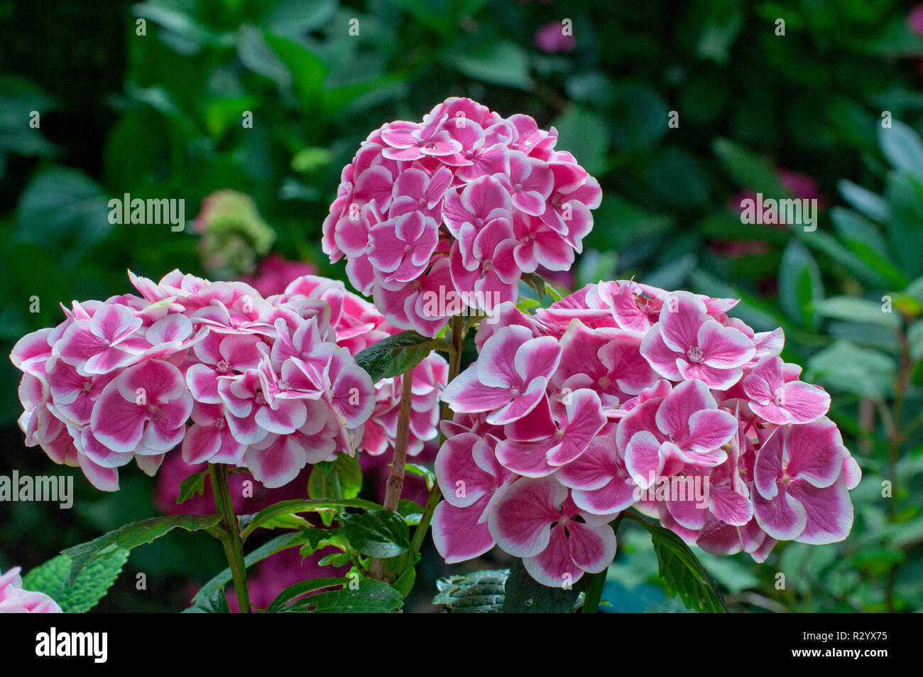 Hydrangea 'Arlequin' in bloom in a garden Stock Photo - Alamy