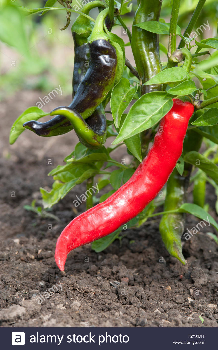 Eukaryota Stock Photos & Eukaryota Stock Images - Alamy
