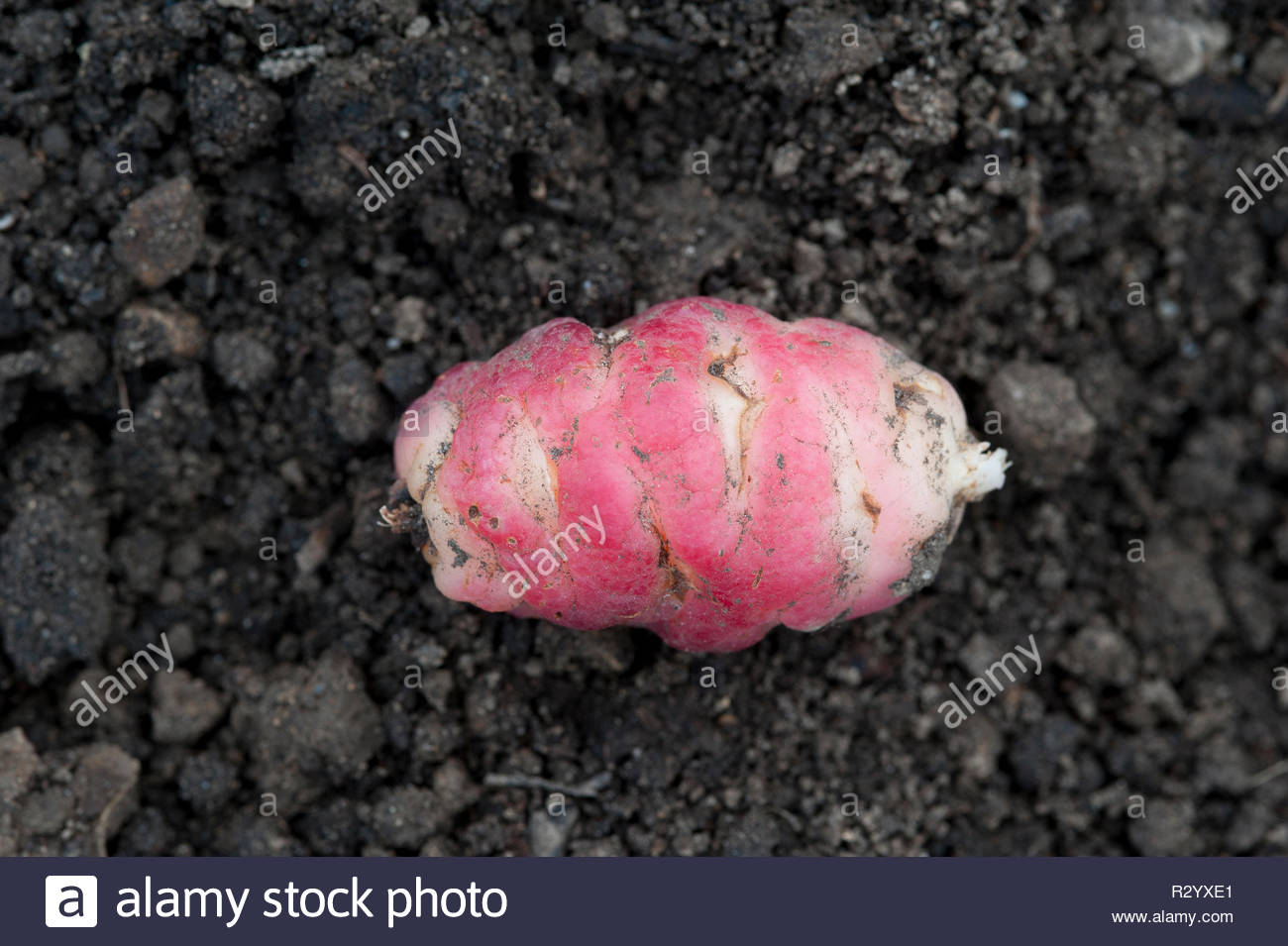 Oxalis Tuberosa Stock Photos & Oxalis Tuberosa Stock Images - Alamy