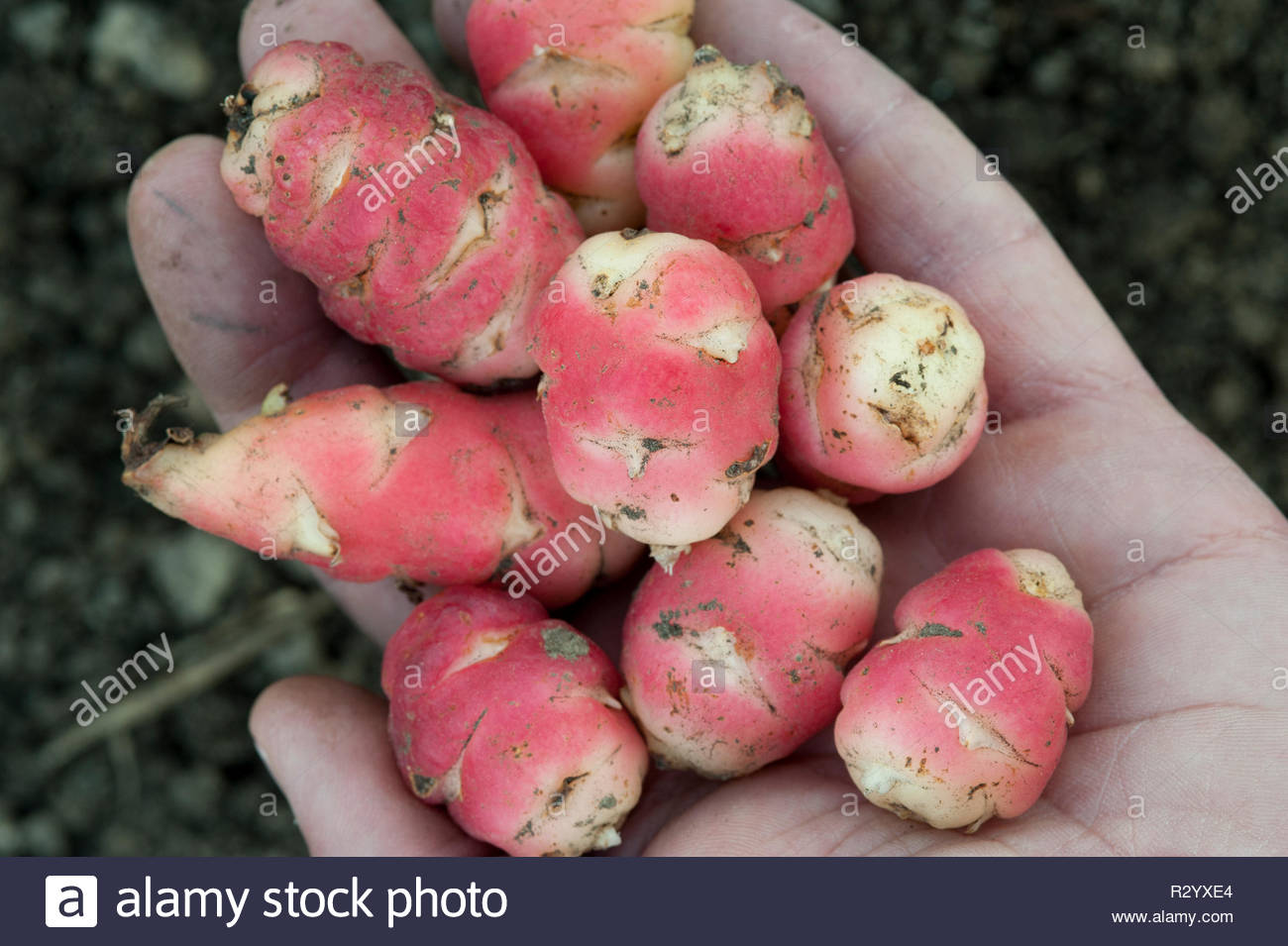 Oxalis Tuberosa Stock Photos & Oxalis Tuberosa Stock Images - Alamy