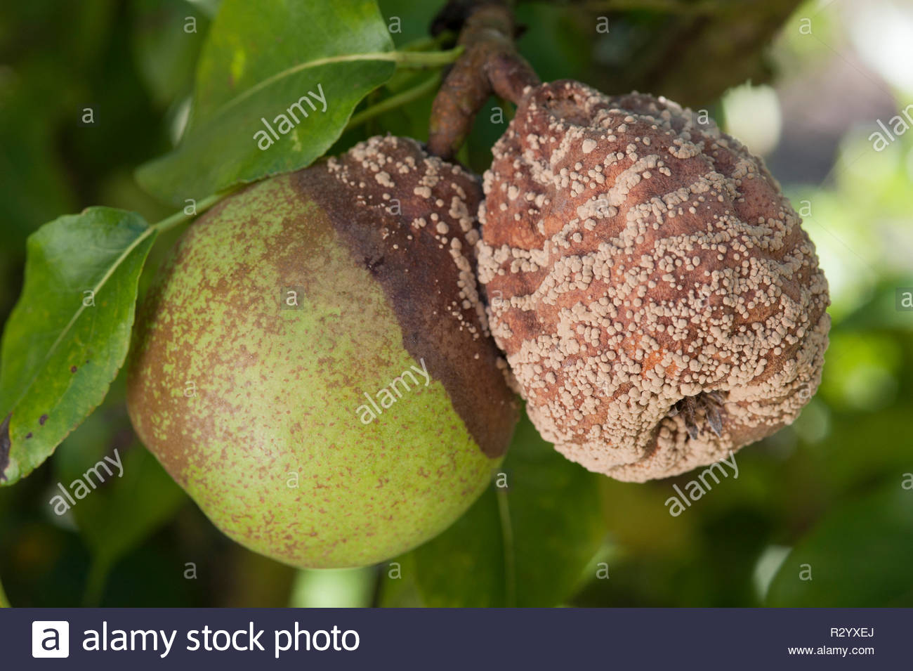 Monilia Fructigena Stock Photos & Monilia Fructigena Stock Images - Alamy