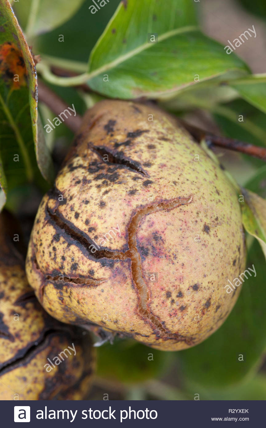 Pear Scab Stock Photos & Pear Scab Stock Images - Alamy