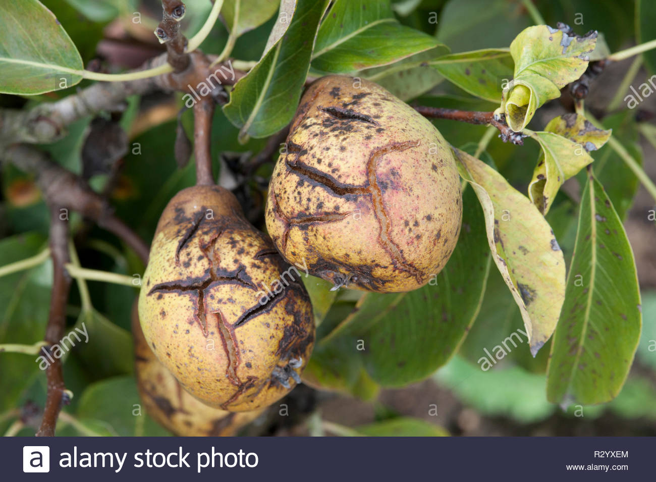 Pear Scab Stock Photos & Pear Scab Stock Images - Alamy