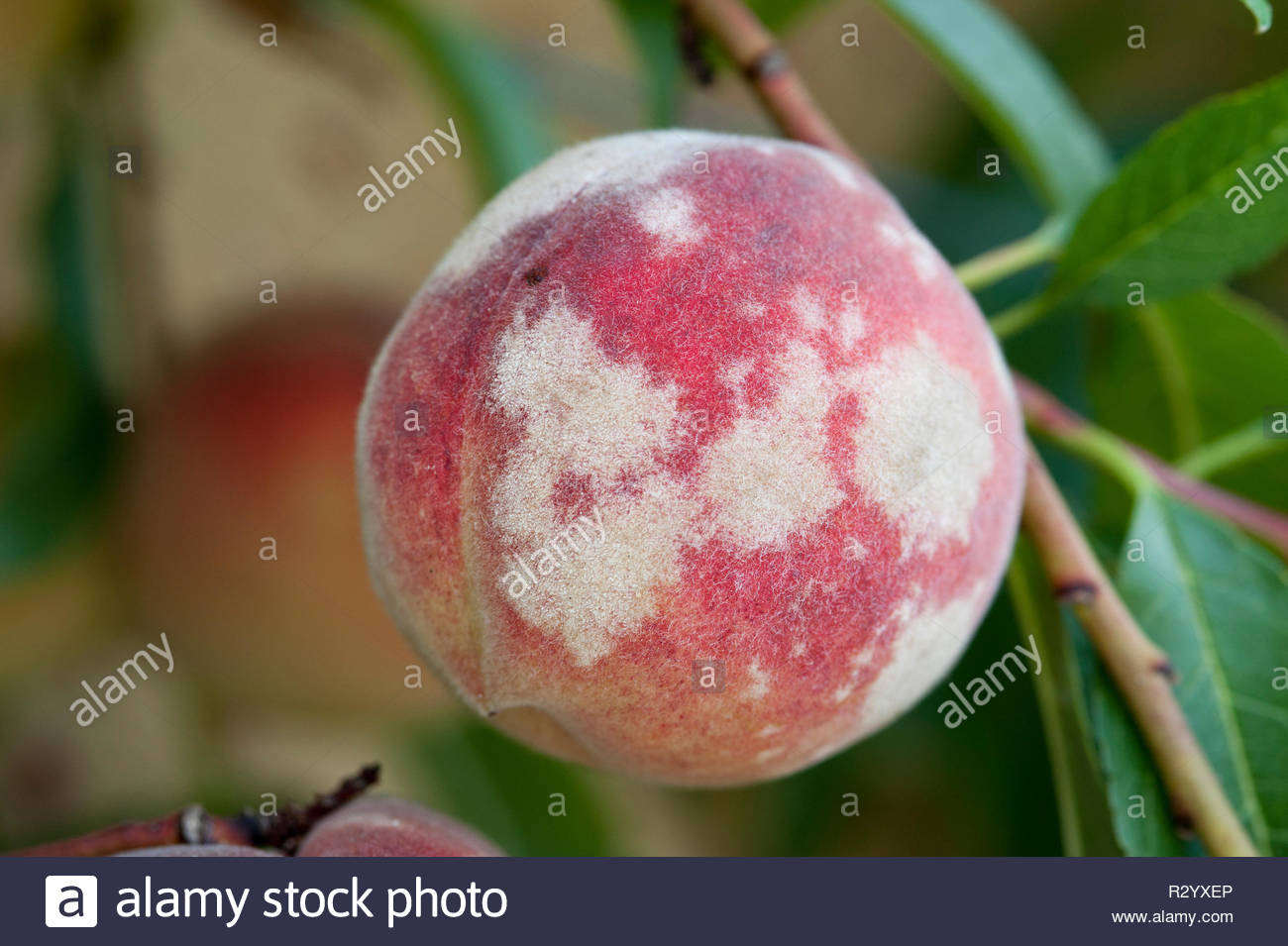 Powdery Mildew Stock Photos & Powdery Mildew Stock Images - Alamy