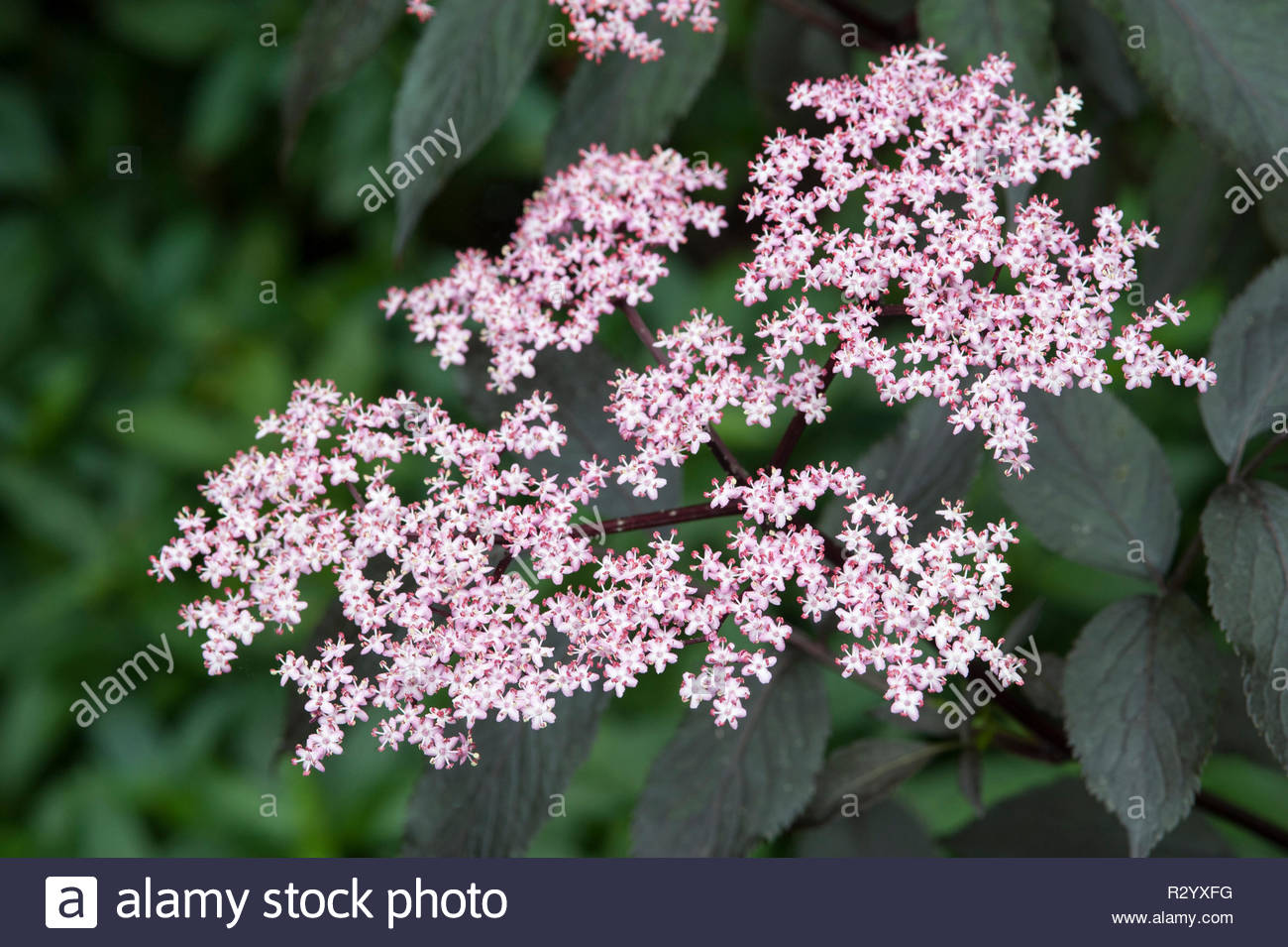 Corymb Inflorescence Stock Photos & Corymb Inflorescence Stock Images ...