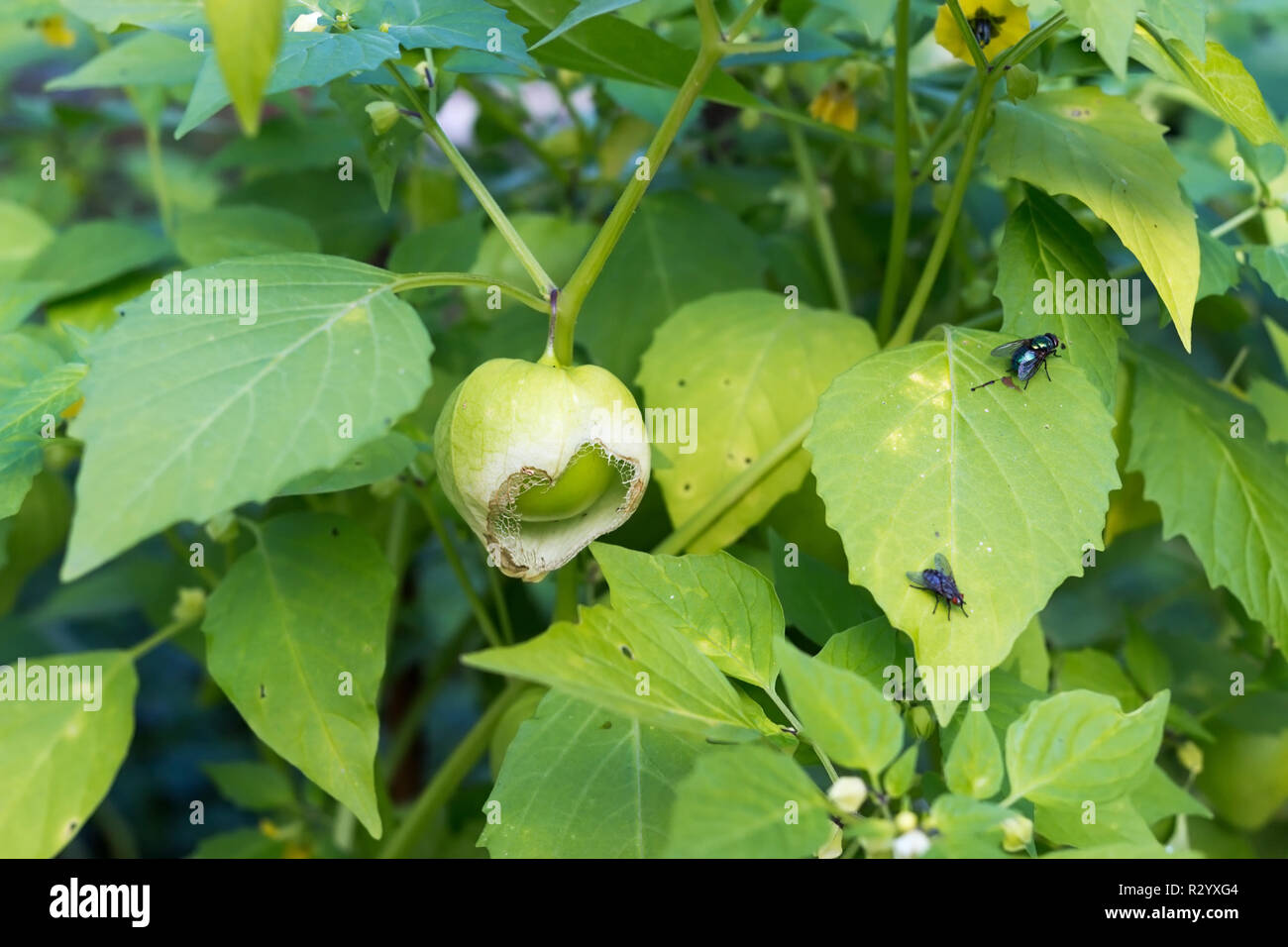 Snail farming hi-res stock photography and images - Alamy