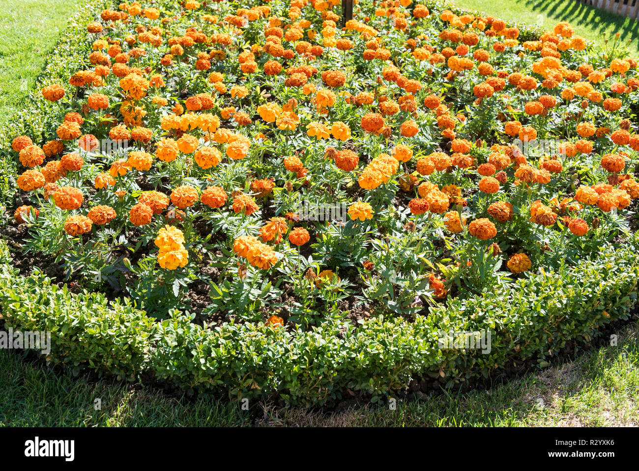 French Marigold Flower Bed