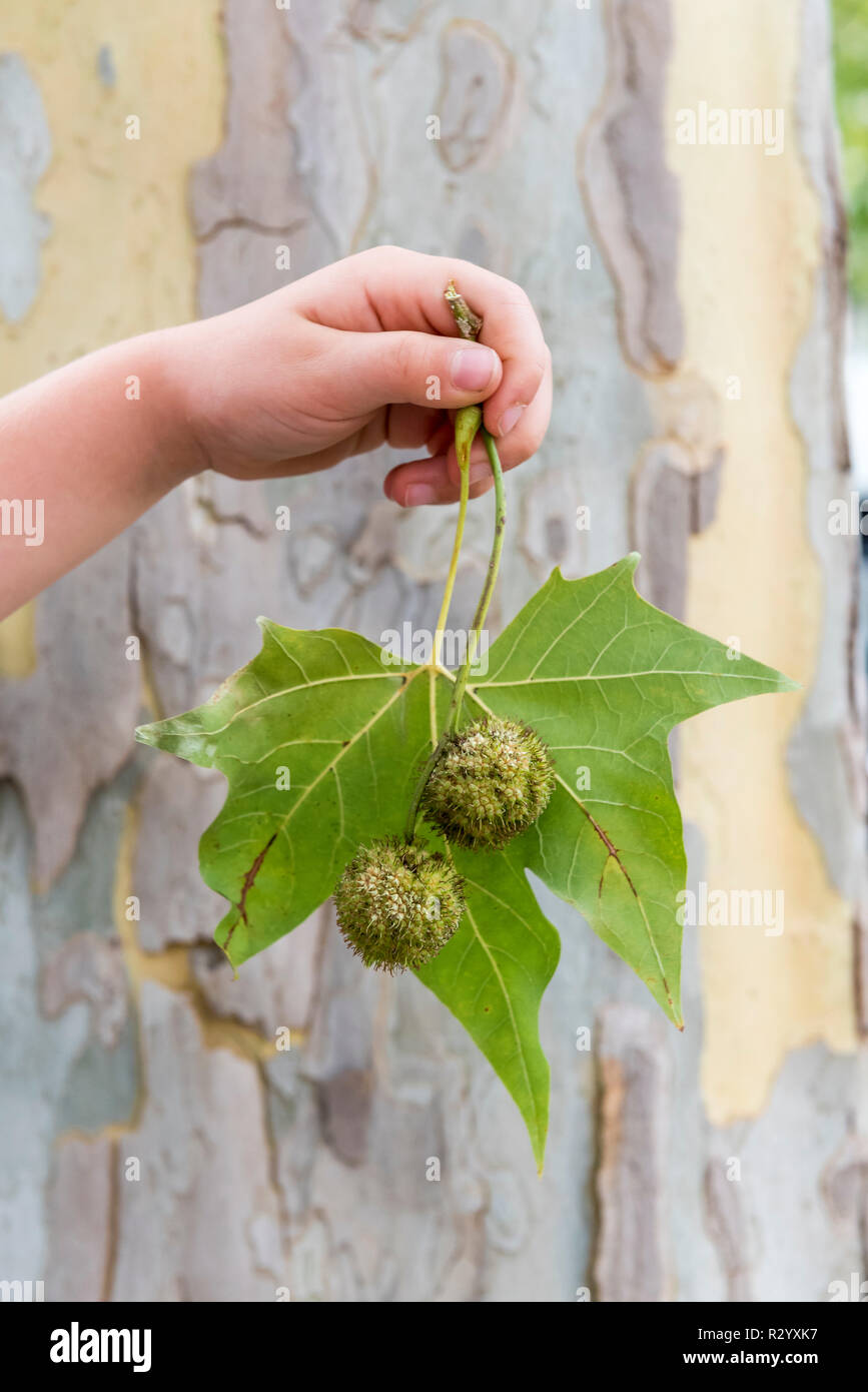 Plane trees in provence hi-res stock photography and images - Alamy