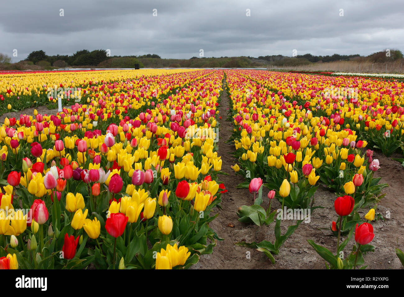 Culture of Tulips with the Torch on the commune of Plomeur, Brittany ...