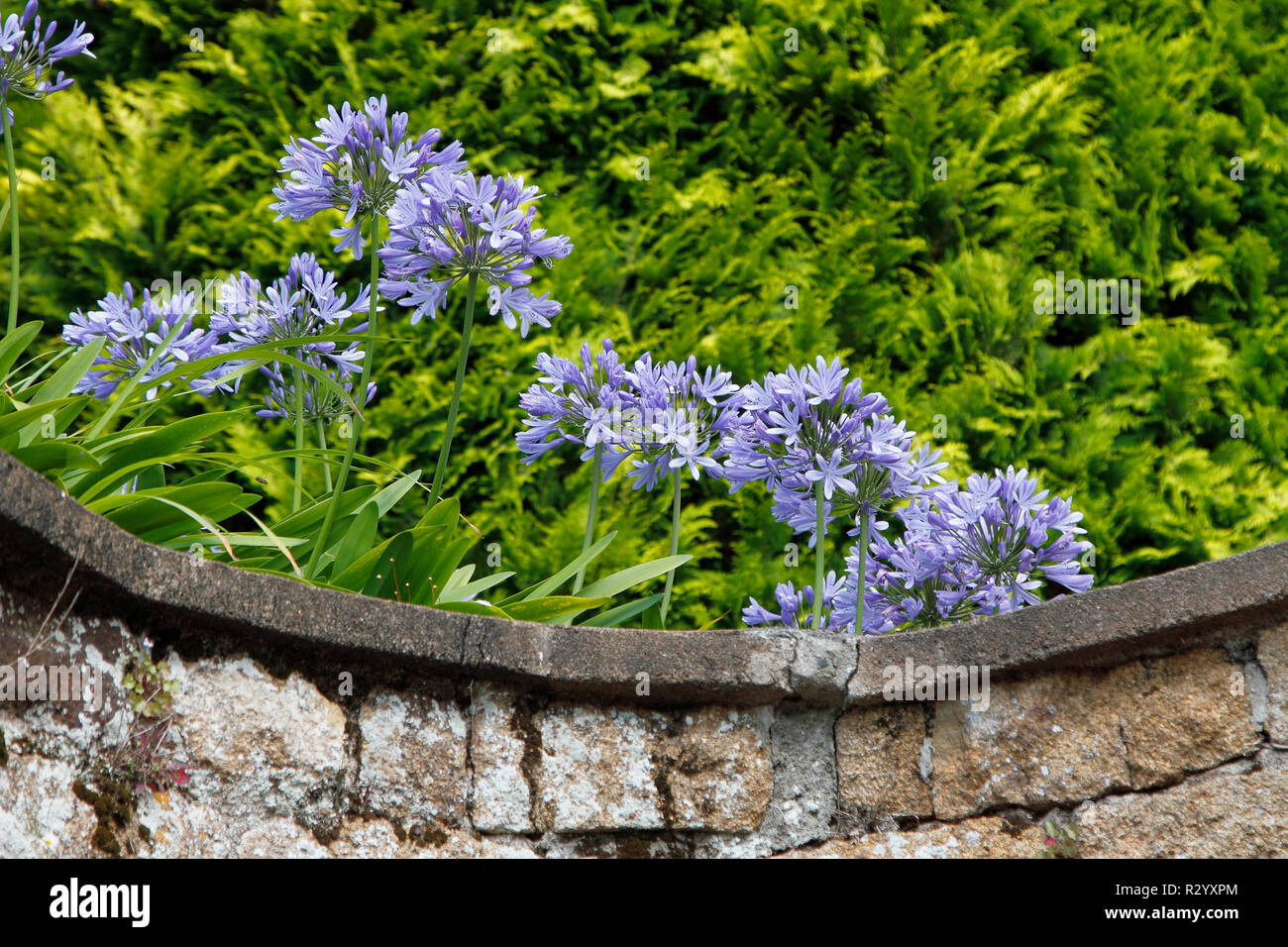 African Blue Lily (Agapanthus praecox Stock Photo - Alamy