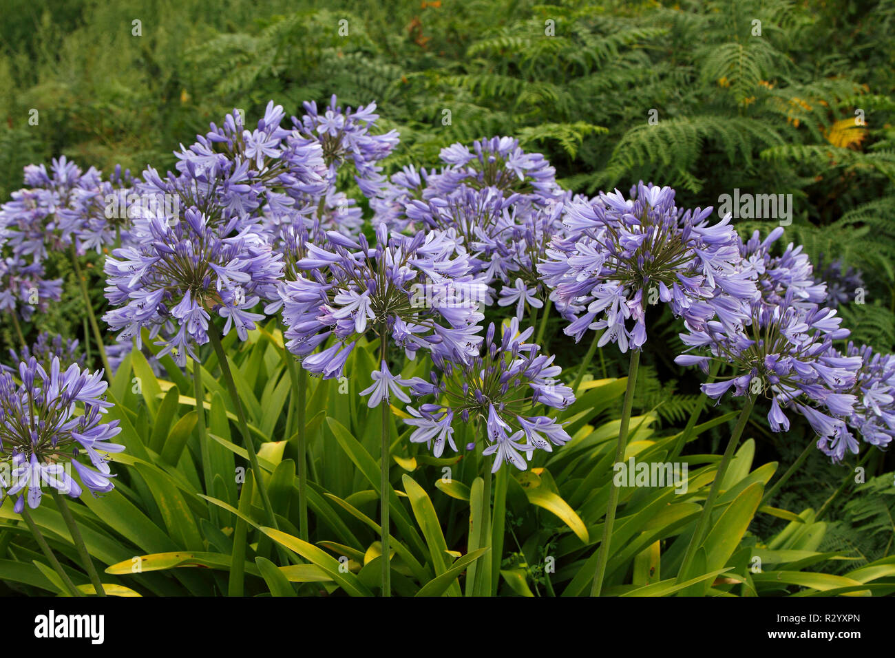 African Blue Lily (Agapanthus praecox Stock Photo - Alamy