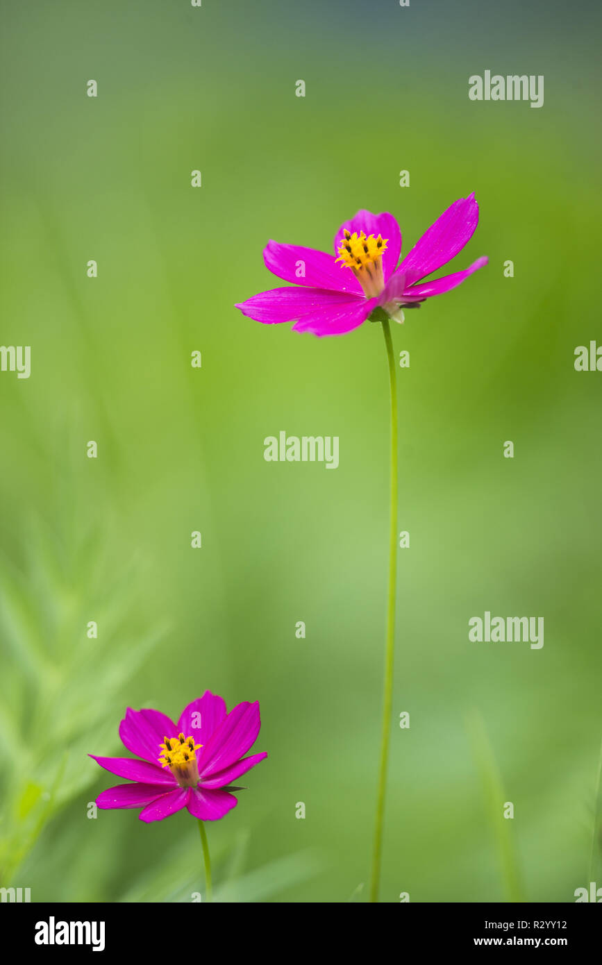 Flower of Cosmos (Cosmos sp), Costa Rica Stock Photo - Alamy