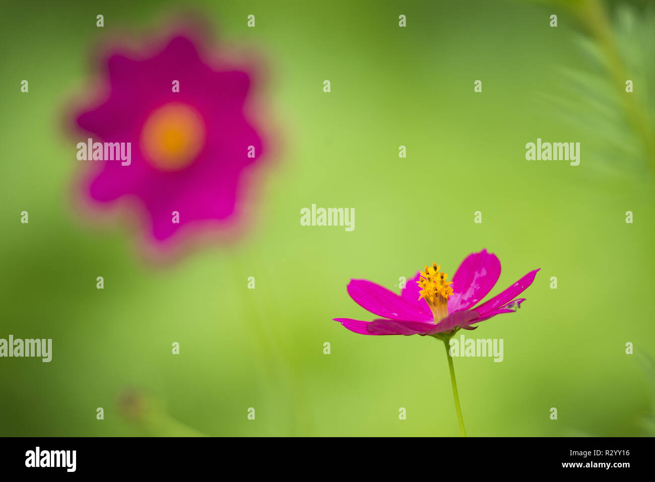 Flower of Cosmos (Cosmos sp), Costa Rica Stock Photo - Alamy