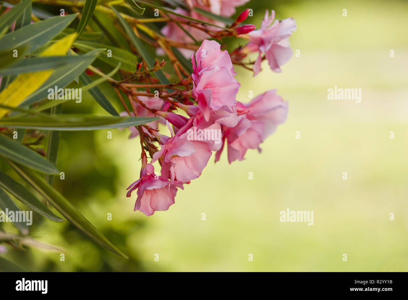 Oleander (Nerium oleander), Arles, Provence, France Stock Photo - Alamy