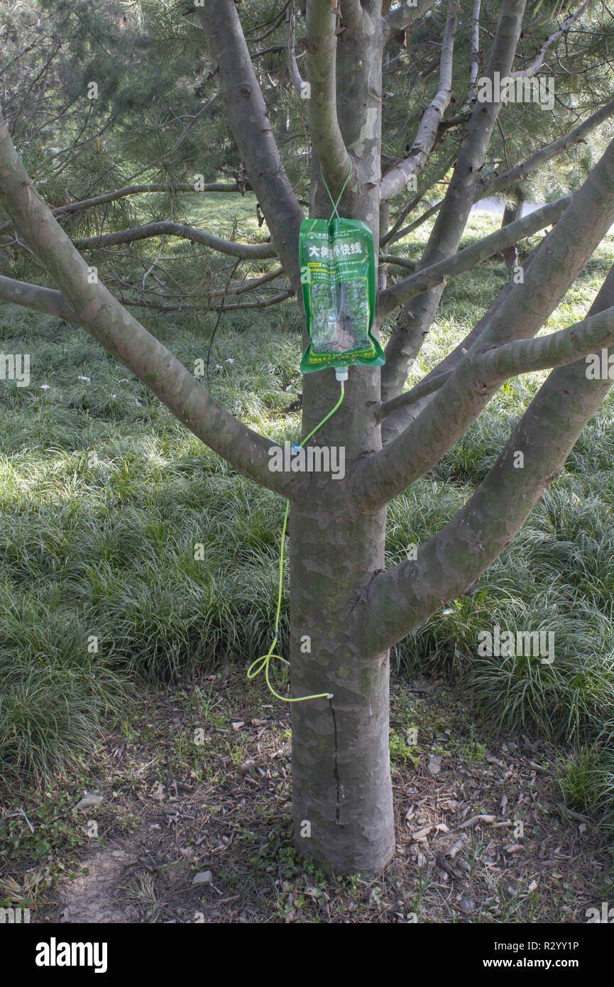 Treatment of a tree by infusion, Xian, Shanxii, China Stock Photo - Alamy