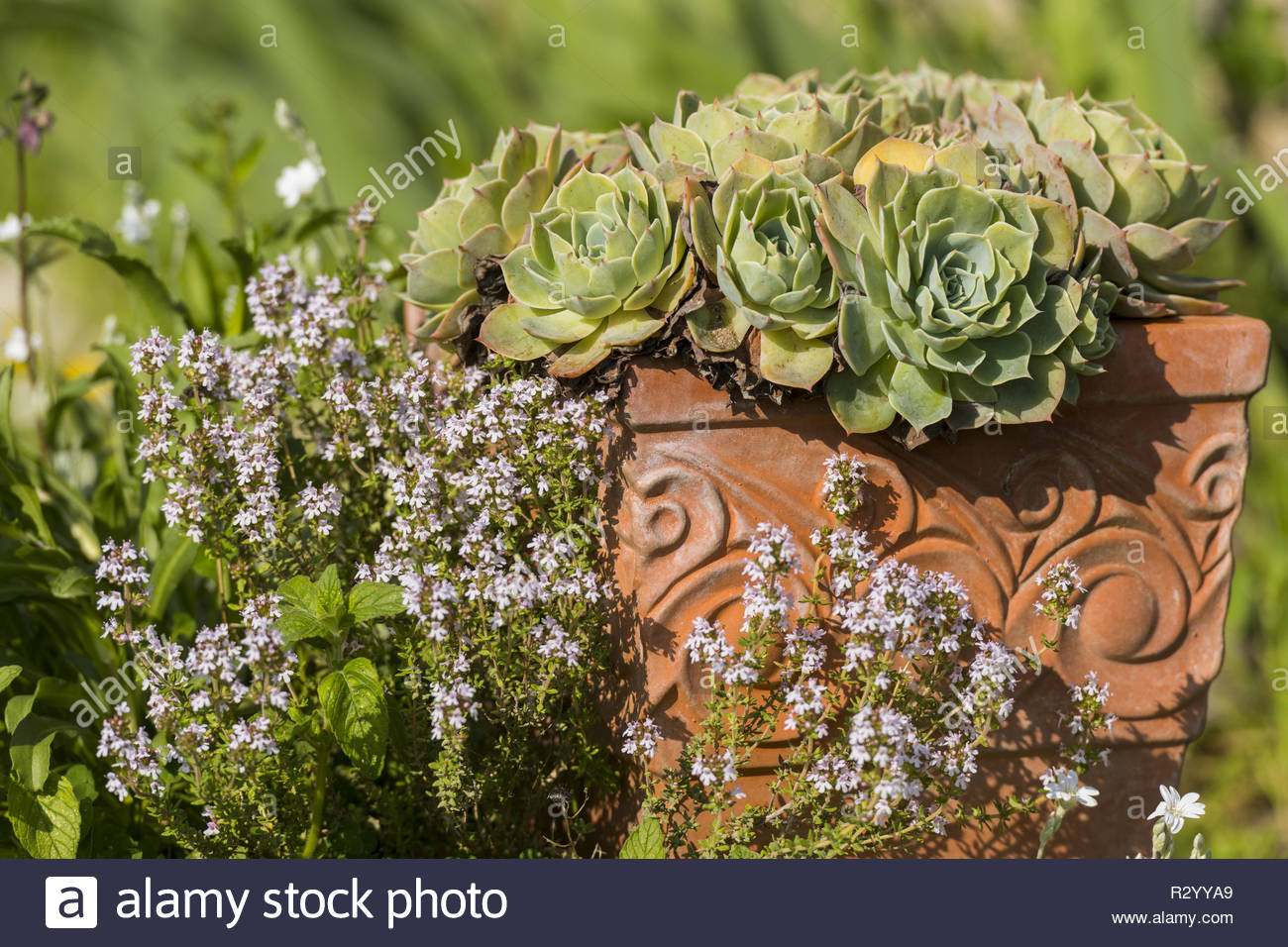 Medieval Herb Garden Stock Photos & Medieval Herb Garden Stock Images ...