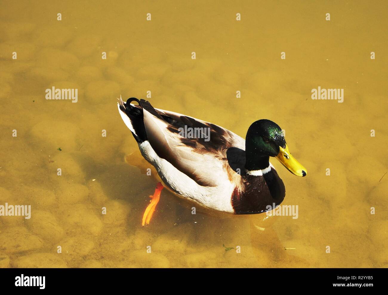 drake on the water Stock Photo - Alamy