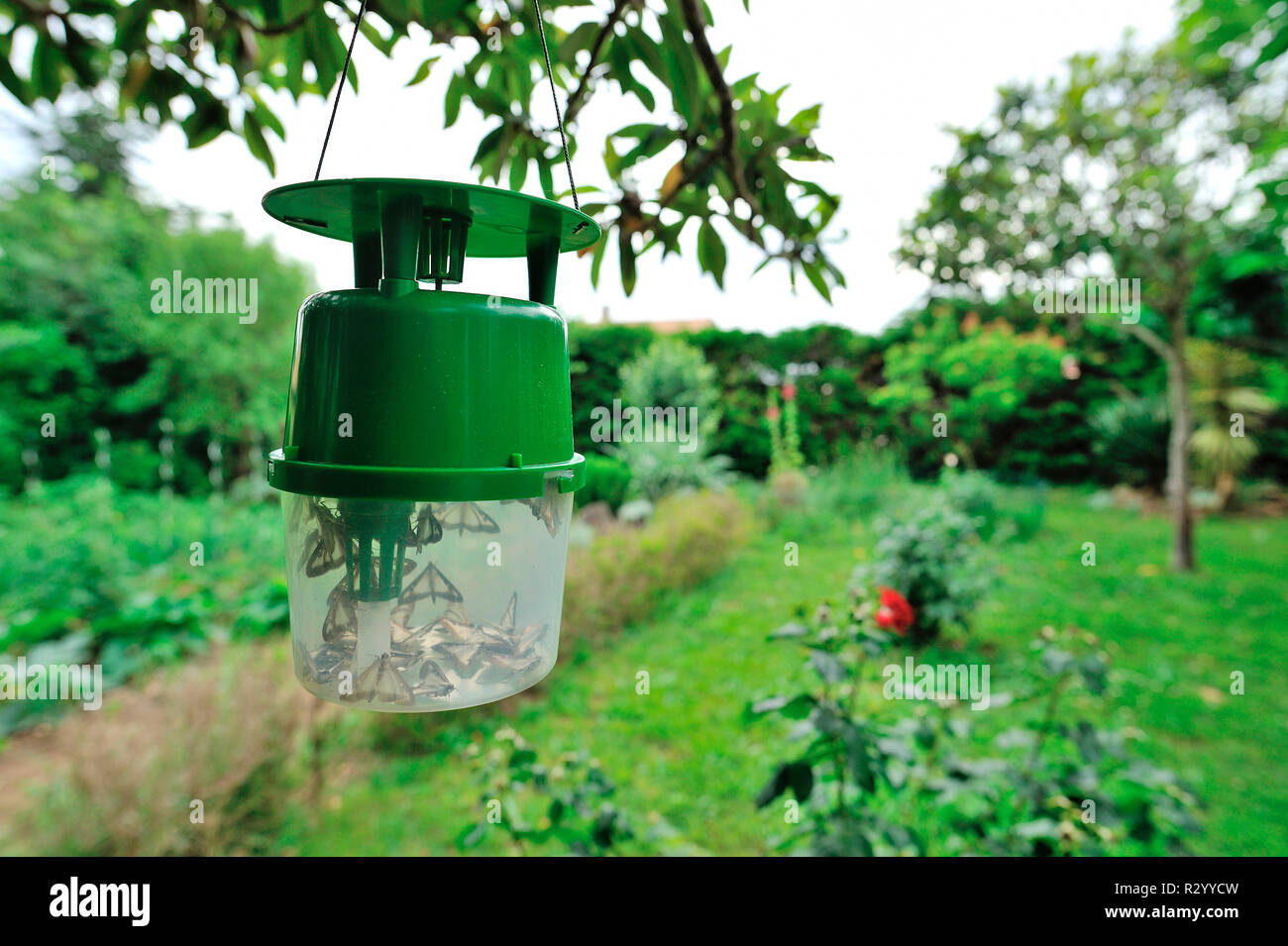 Box Tree Moth (Cydalima perspectalis) caught in a pheromone trap in a ...