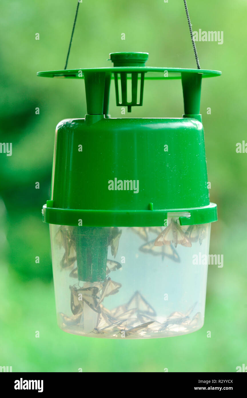 Box Tree Moth (Cydalima perspectalis) caught in a pheromone trap in a ...