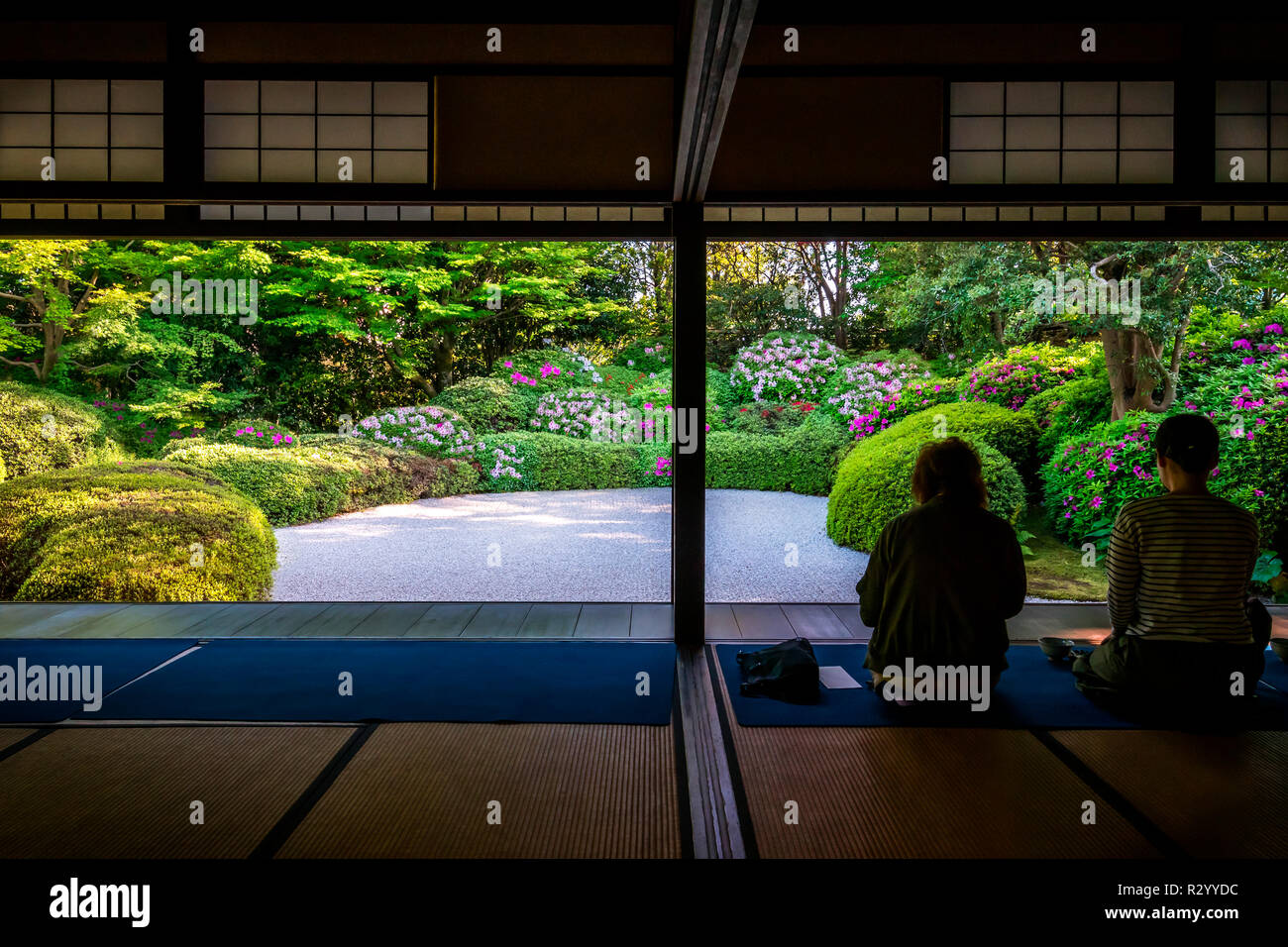 Azalea's full bloom in Jozanji temple, Anjo, Japan Stock Photo - Alamy