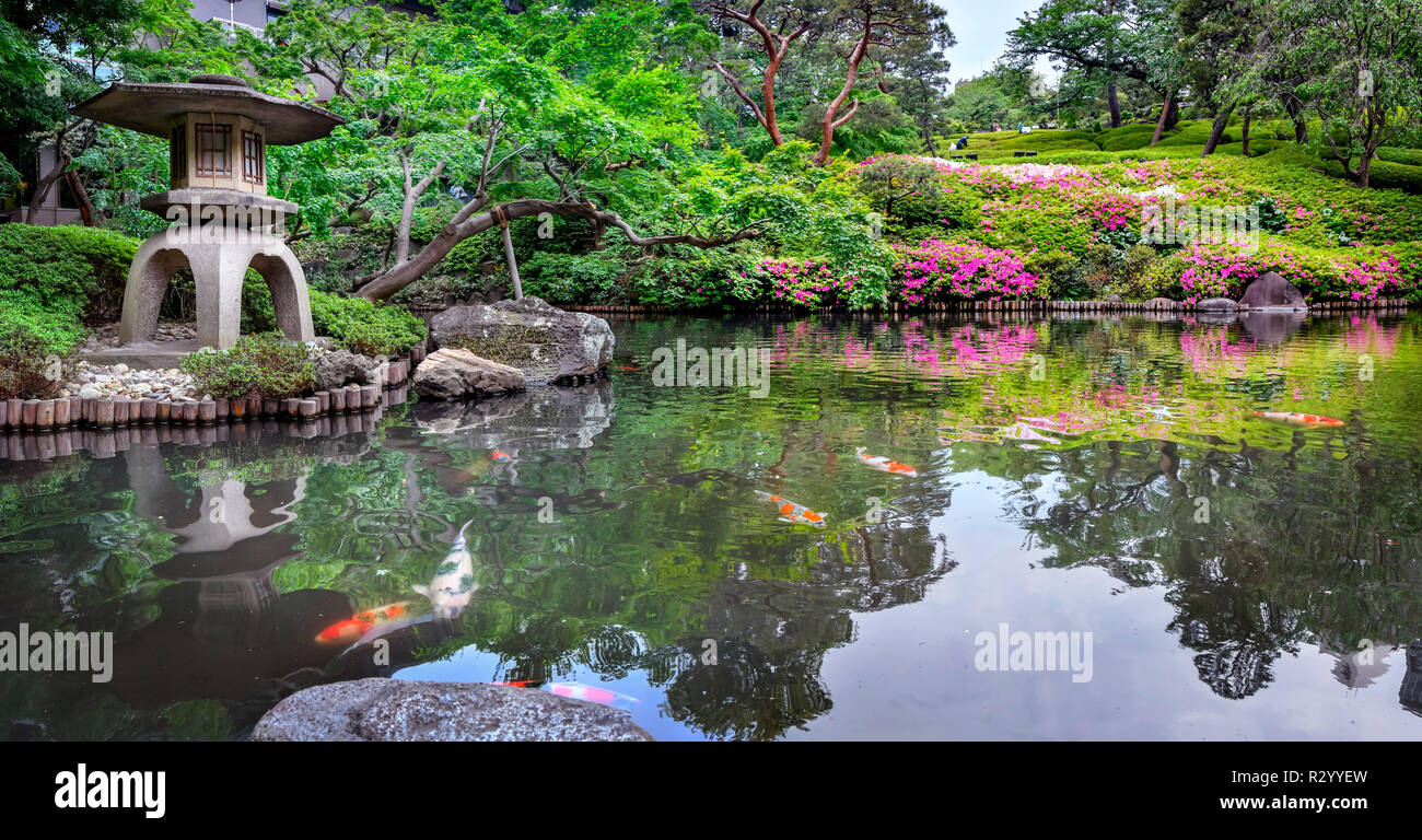Fulll bloom hi-res stock photography and images - Alamy