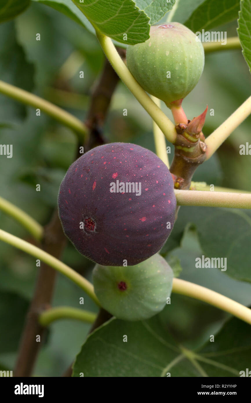 Penjab Fig (Ficus palmata Stock Photo - Alamy